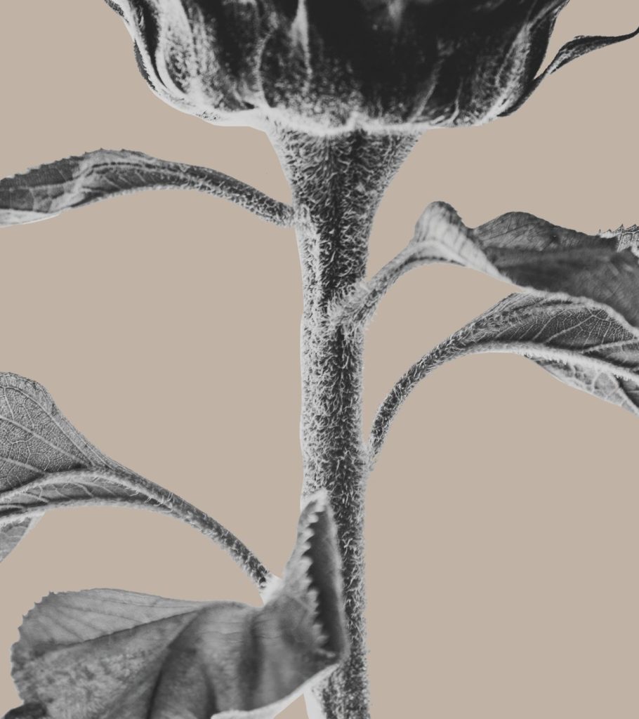 Estradiol Vaginal Inserts (generic VAGIFEM®) - The HRT Club