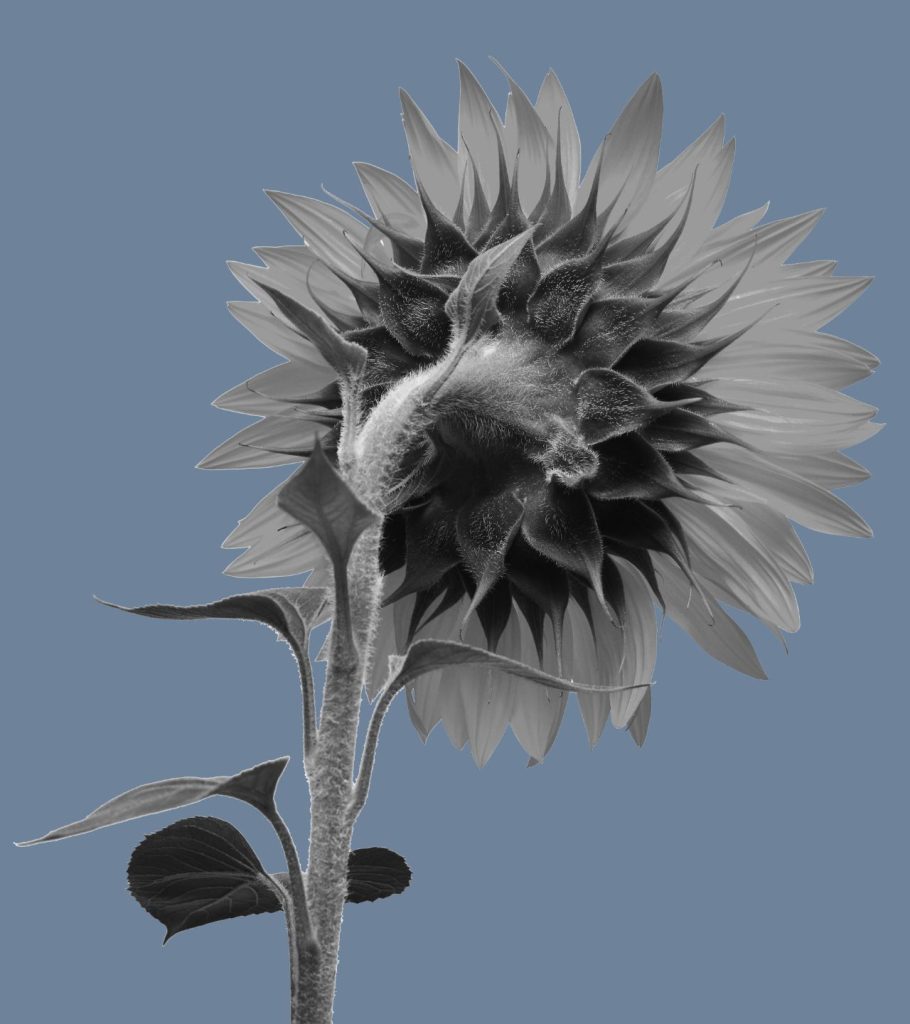 BIJUVA® (estradiol and progesterone) capsules, for oral use - The HRT Club